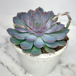 Echeveria Orion | Colorful Succulents Plants | Echeveria Succulent ...