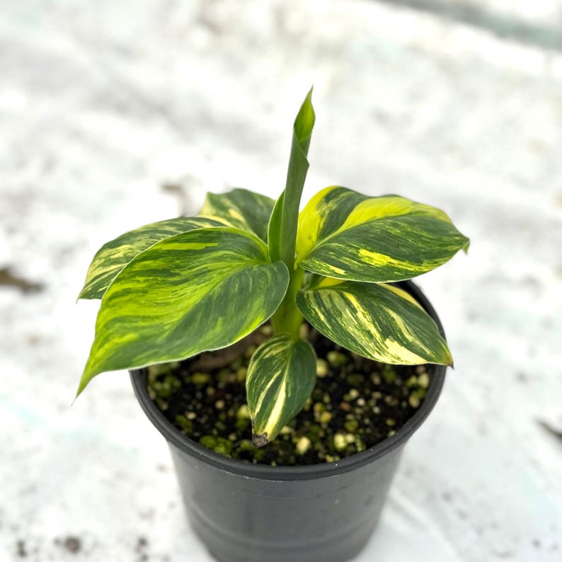 Musa Dwarf Cavendish Banana Tree Live Plant | Banana Musa Nono ...