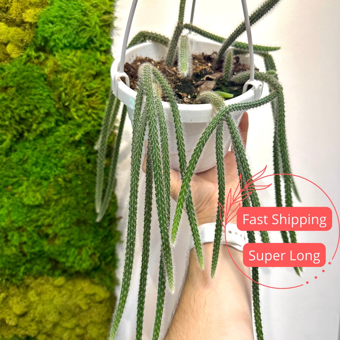 Rat Tail Cactus | Aporocactus Flagelliformis | Hanging Cactus Plant ...