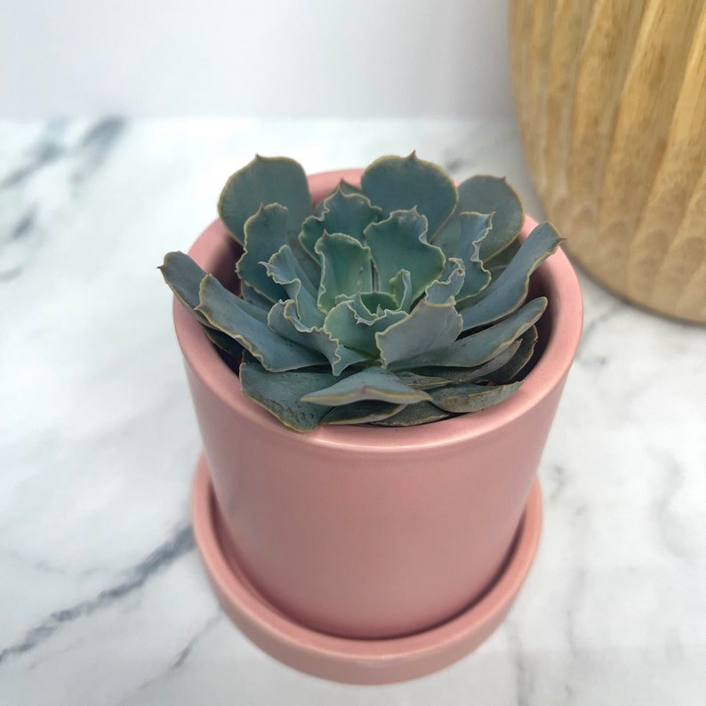 Mini Ceramic Planters With Drainage and Saucer | Small Ceramic Planter ...