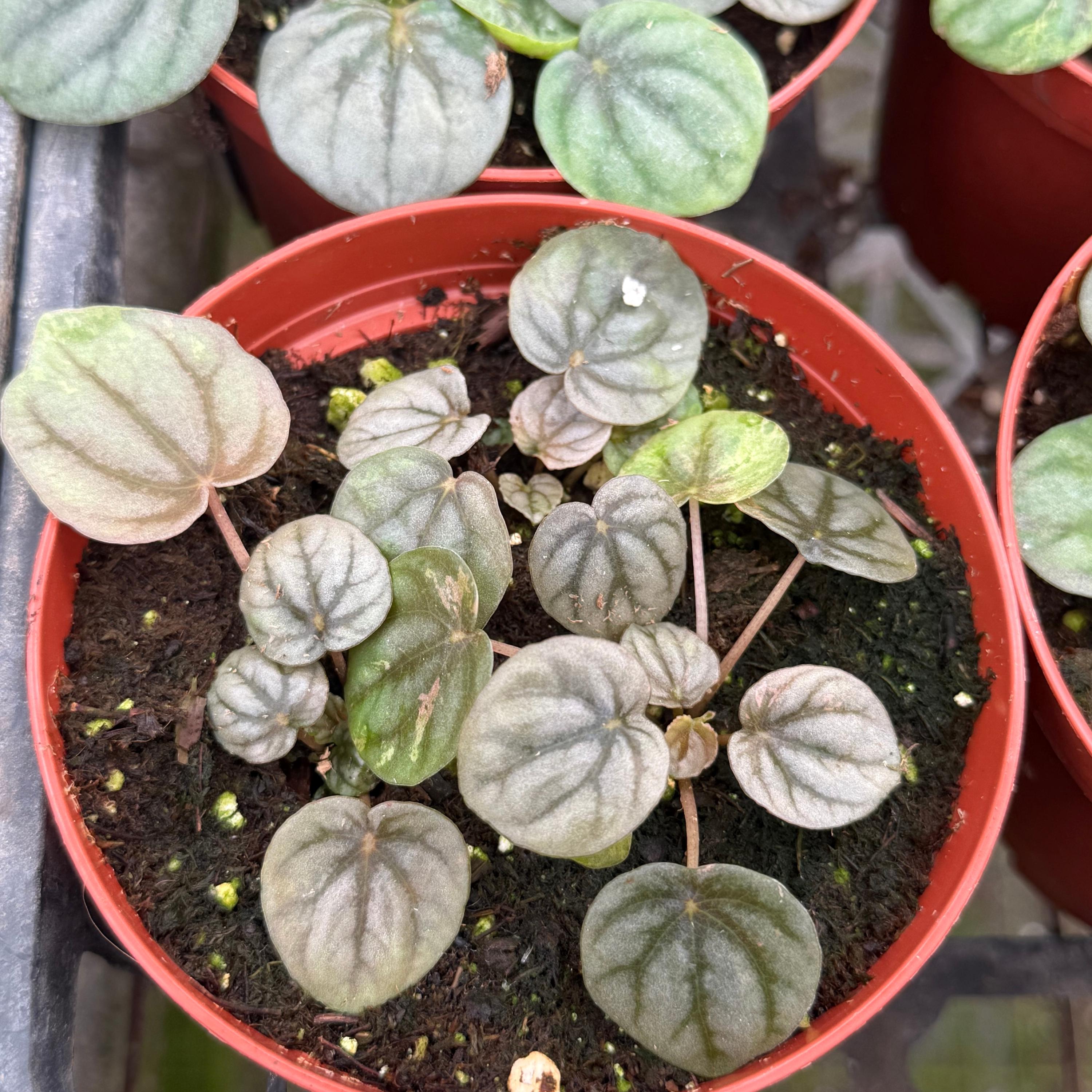 Peperomia Pink Lady Live Plant | Variegated Starter House Plants | Rare ...