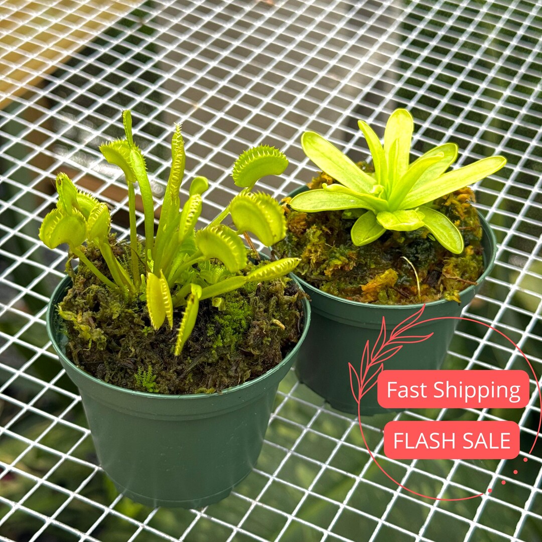Carnivorous Bundle Live Plants | Primrose Butterwort and Venus Fly Trap ...