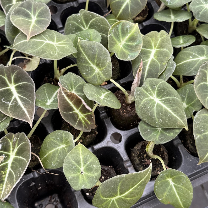 Alocasia Black Velvet Live Plant | Dark Alocasias Corm Rooted | Indoor ...