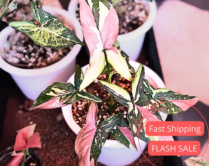 Rare! Syngonium Red Spot Tricolor Pink Galaxy Marble Variegated Live 4 ...