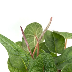 Peperomia Piper Parmatum Live Plant | Peperomia Plant Starters | Pet ...