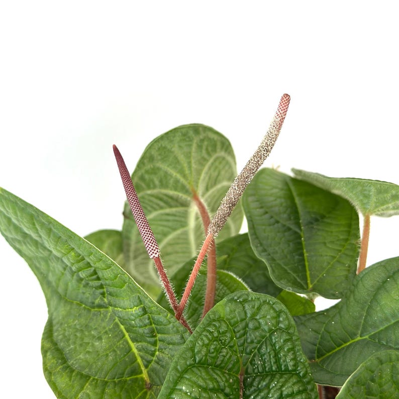 Peperomia Piper Parmatum Live Plant | Peperomia Plant Starters | Pet ...