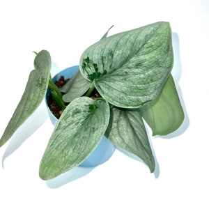 Scindapsus Sooo™ Silver | Newly Cultivated Scindapsus Sooo Silver ...