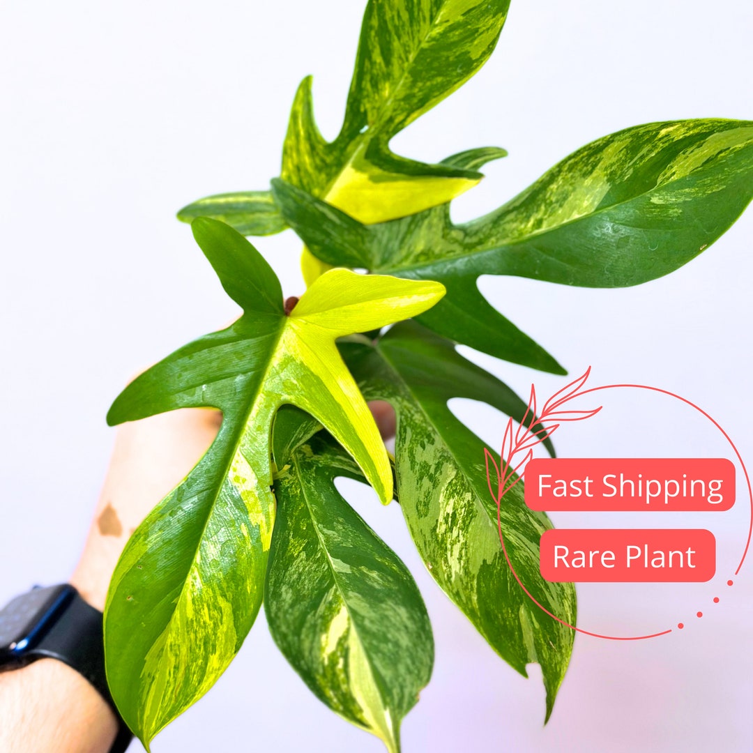 Large Philodendron Florida Beauty 3 Leaf Cutting | Philodendron Florida ...