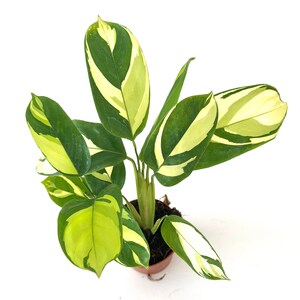Calathea Pilosa Super Lush | Calathea Pilosa Starter Plant | Rooted ...