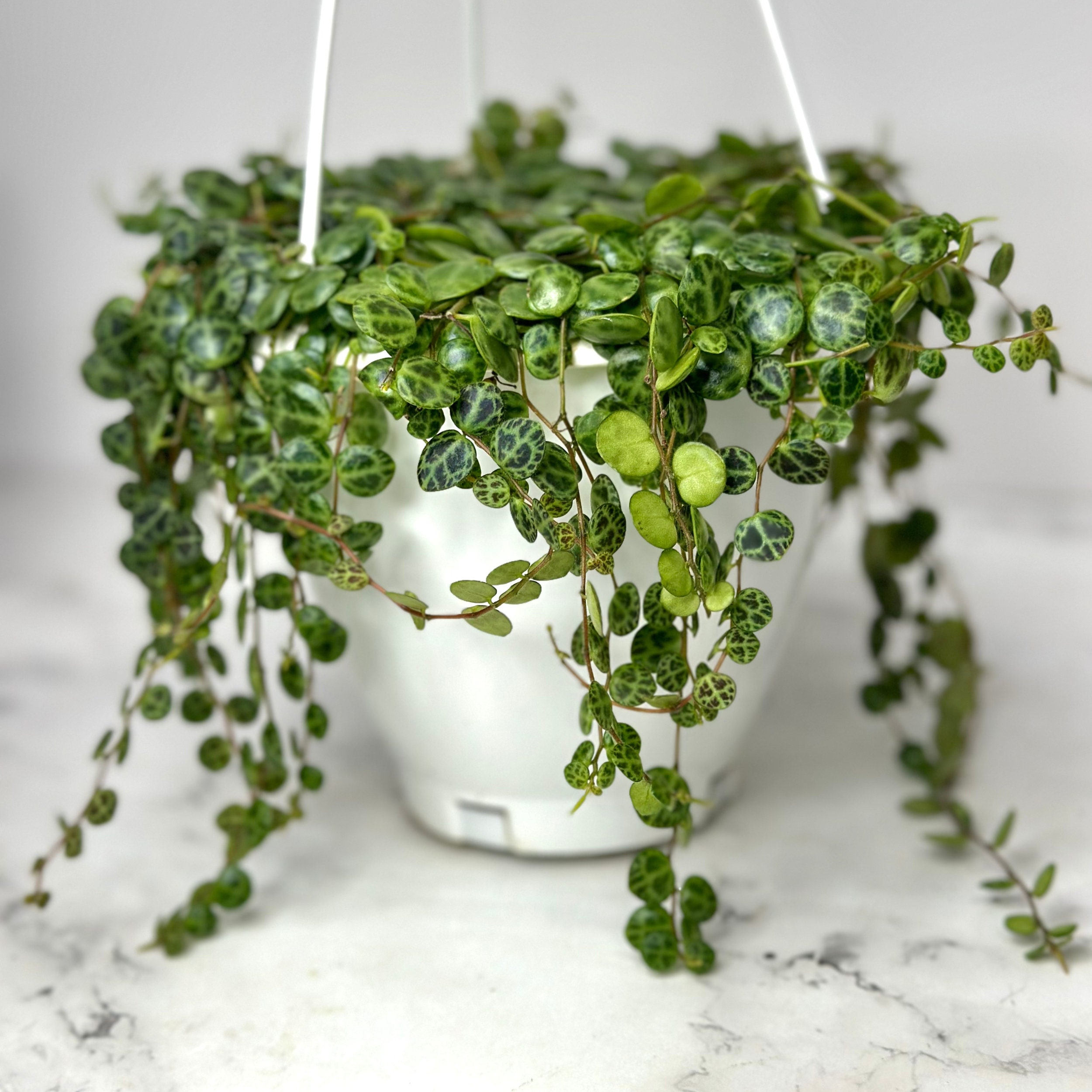 String of Turtles Succulent Plants | Peperomia Prostrata | Turtle ...