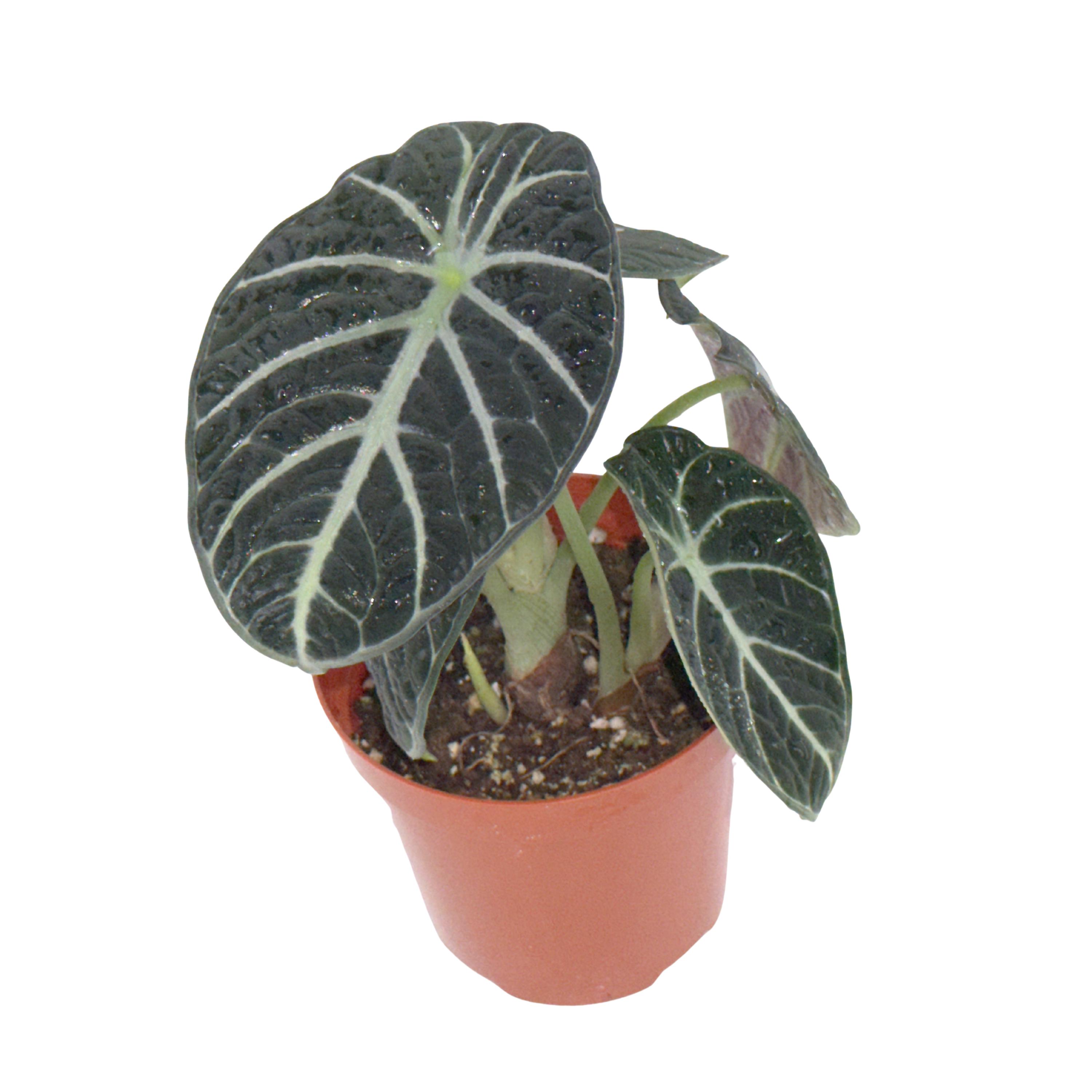 Alocasia Ninja Live Plant SALE | Alocasia Ninja Corm Rooted | Indoor ...