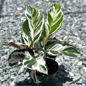Calathea Stella Lush | Calathea Stella Starter Plant | Rooted Calathea ...