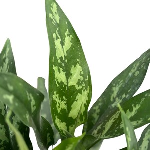 Aglaonema Tigress Plant Large | Chinese Evergreen Tigress House Plants ...