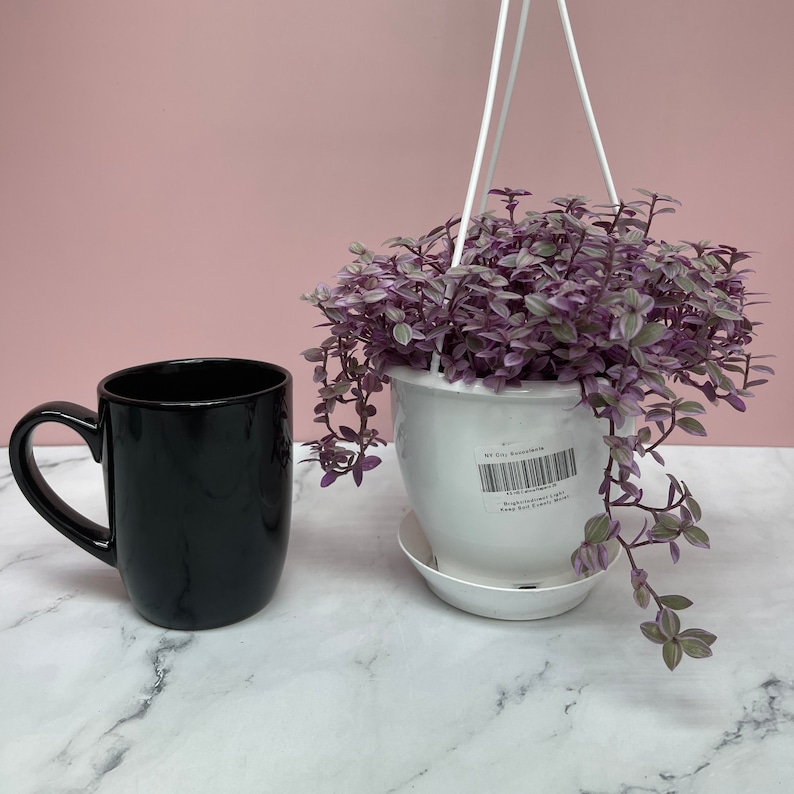 Callisia Repens Pink Lady Callisia Repens Pink Panther - Etsy
