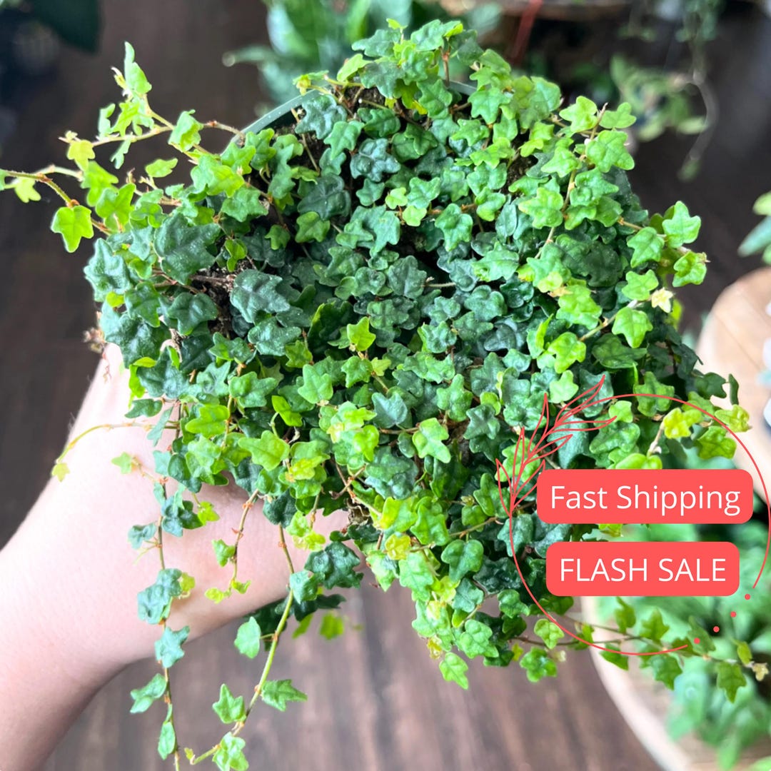 String of Frogs Live Plant | Ficus Pumila Quercifolia Starter Plants ...