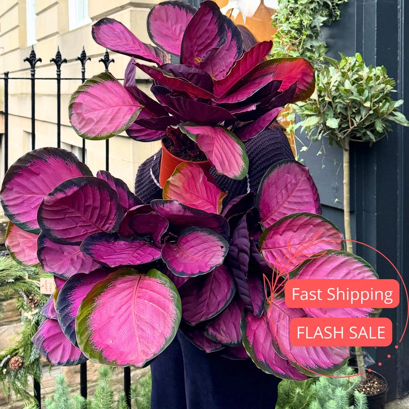 Prayer Plants - Etsy - Page 5