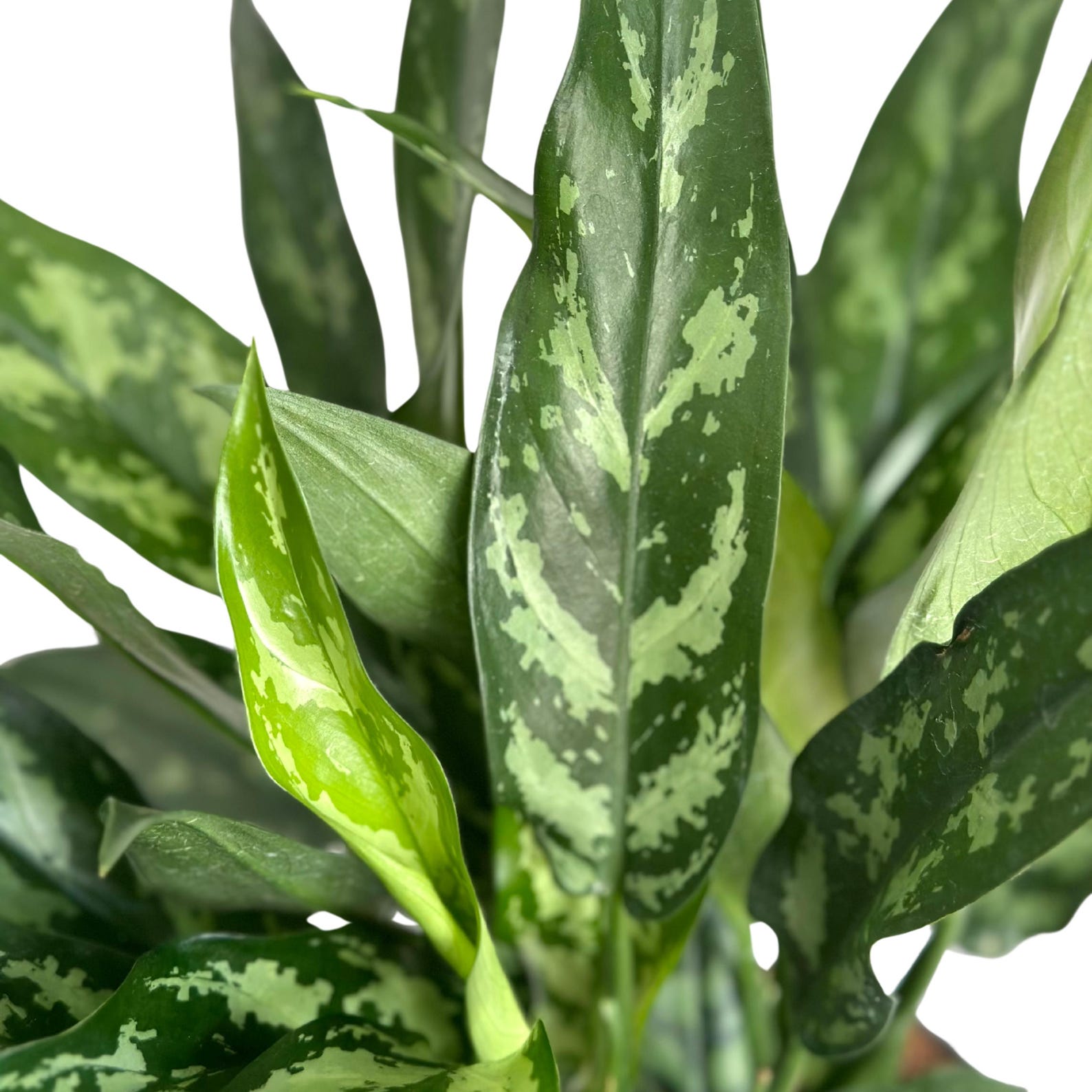 Aglaonema Tigress Plant Large | Chinese Evergreen Tigress House Plants ...