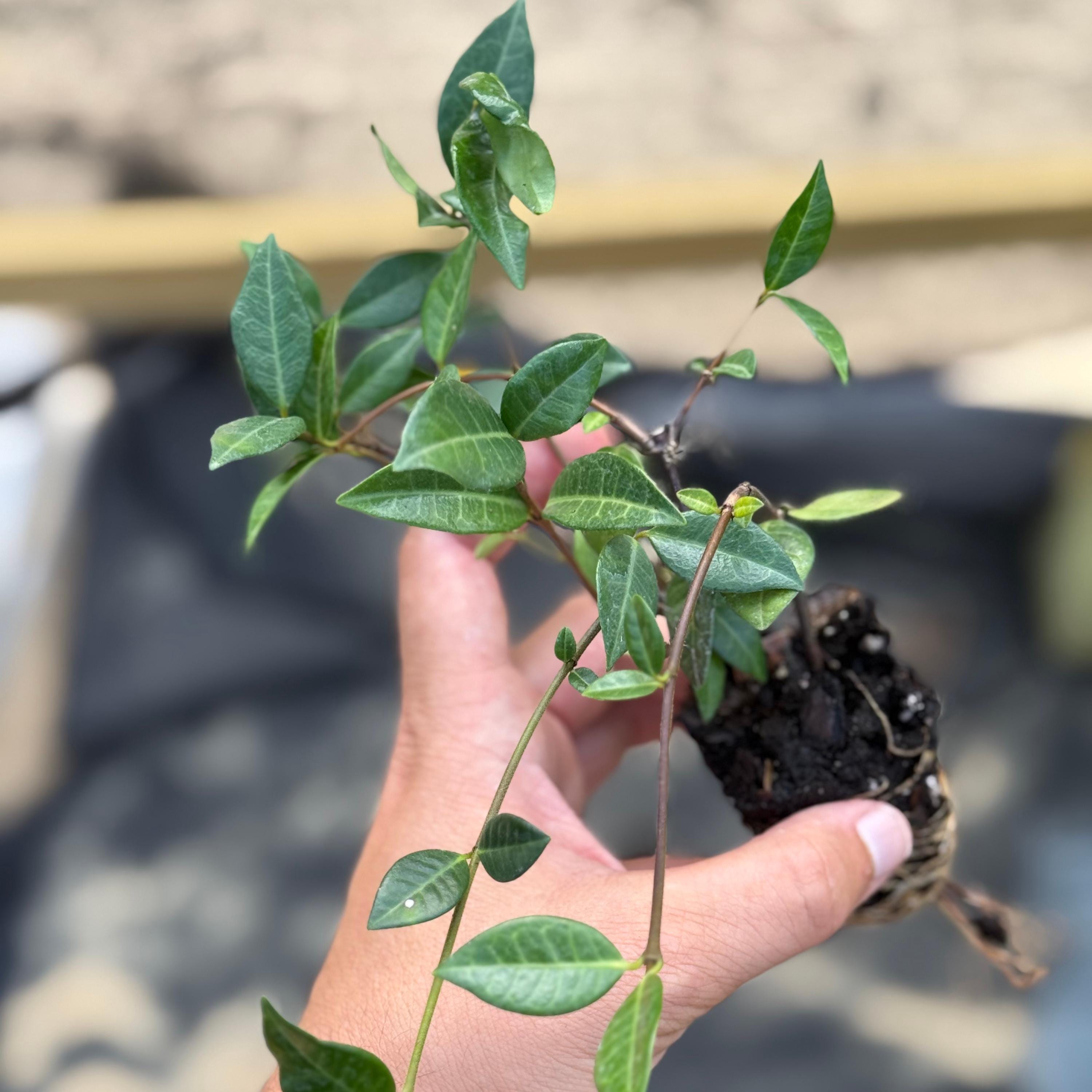 Jasmine Live Plant | Asiatic Jasmine Minima Plants | House Plants for ...