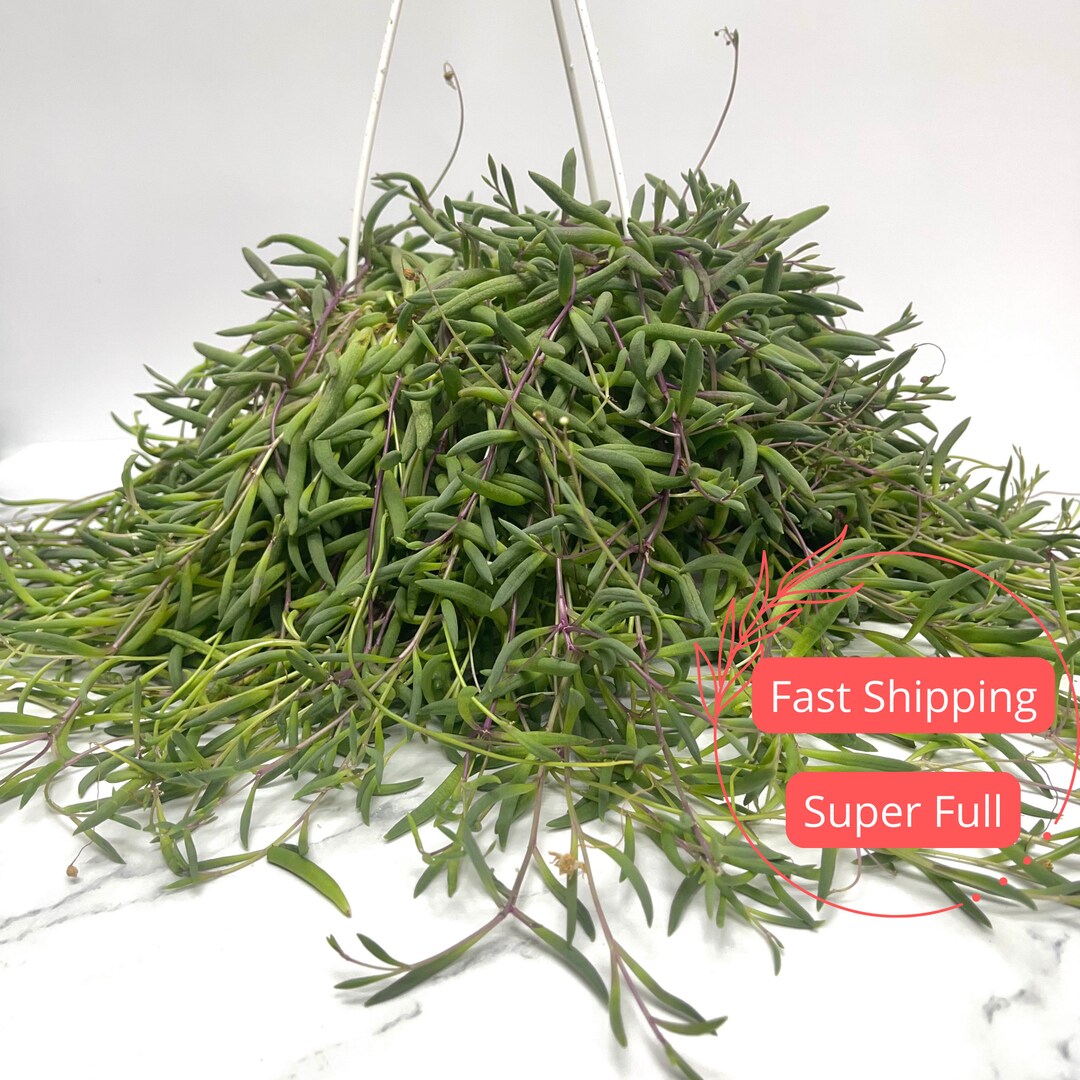 Ruby Necklace Plant | Othonna Capensis | Ruby's Necklace Succulent ...