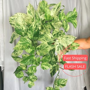 Pothos Snow Queen Live Plant | Snow Queen Pothos Hanging House Plants ...