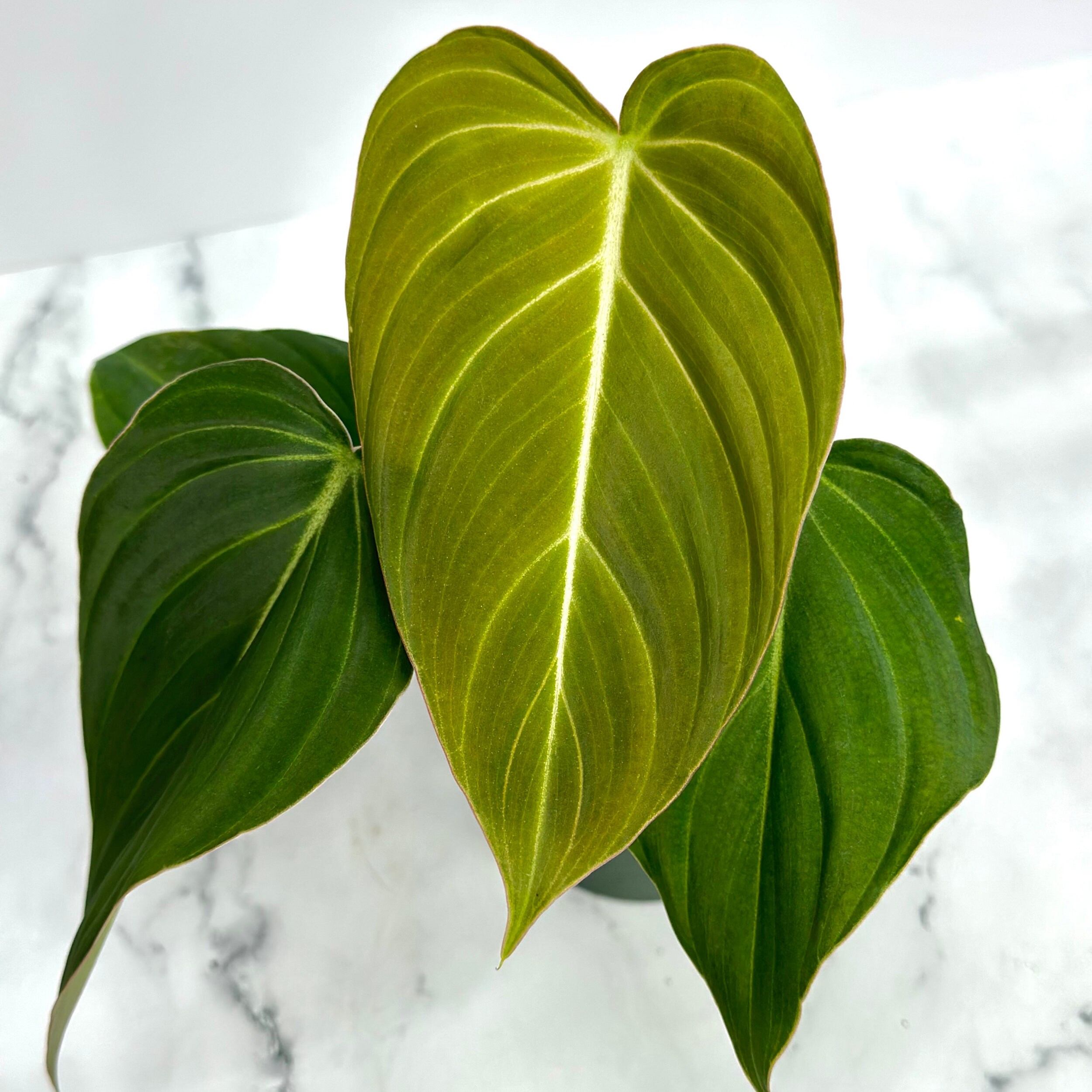 Philodendron Glorious Philo Glorious Philodendron - Etsy