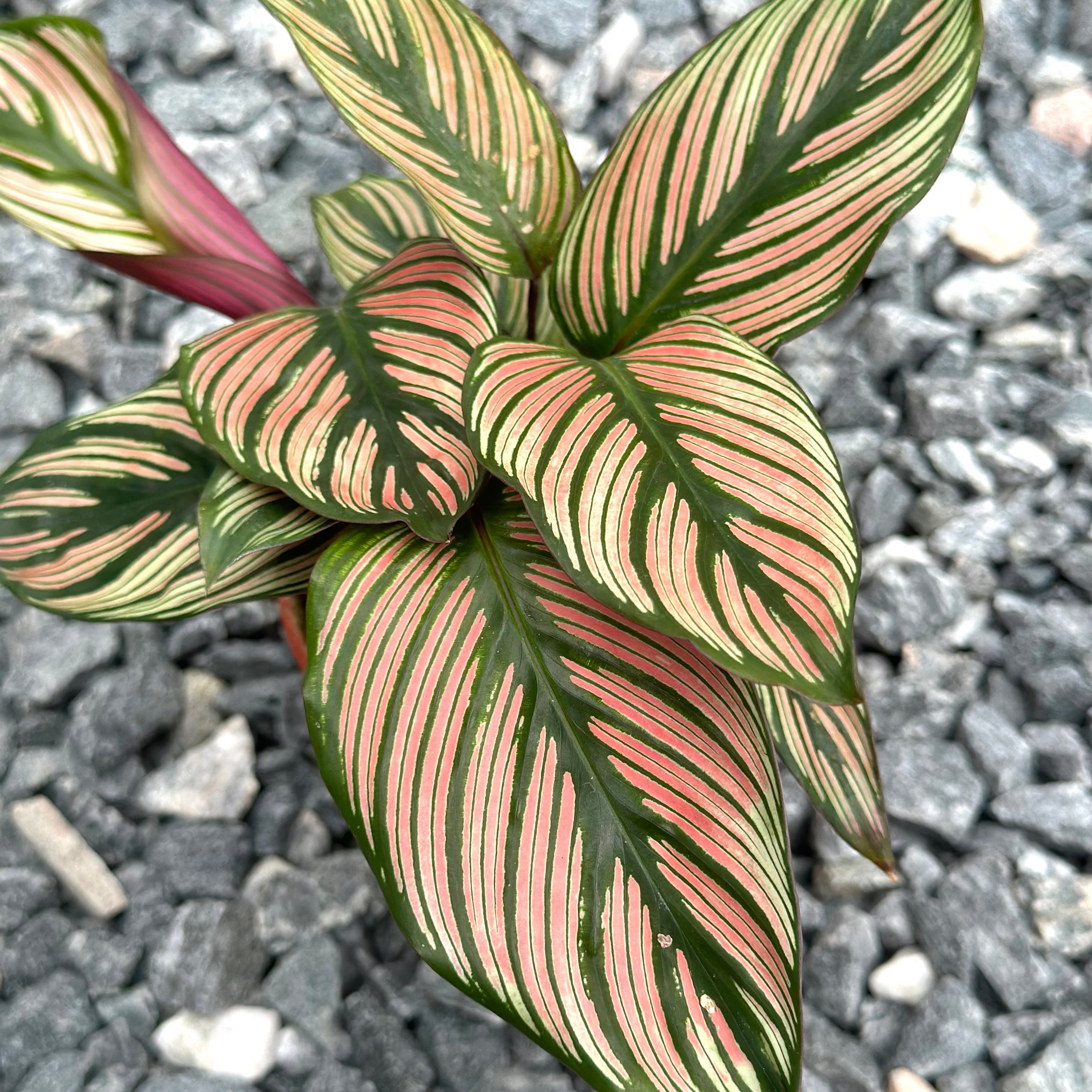 Calathea White Star Lush | Calathea Whitestar Starter Plant | Rooted ...