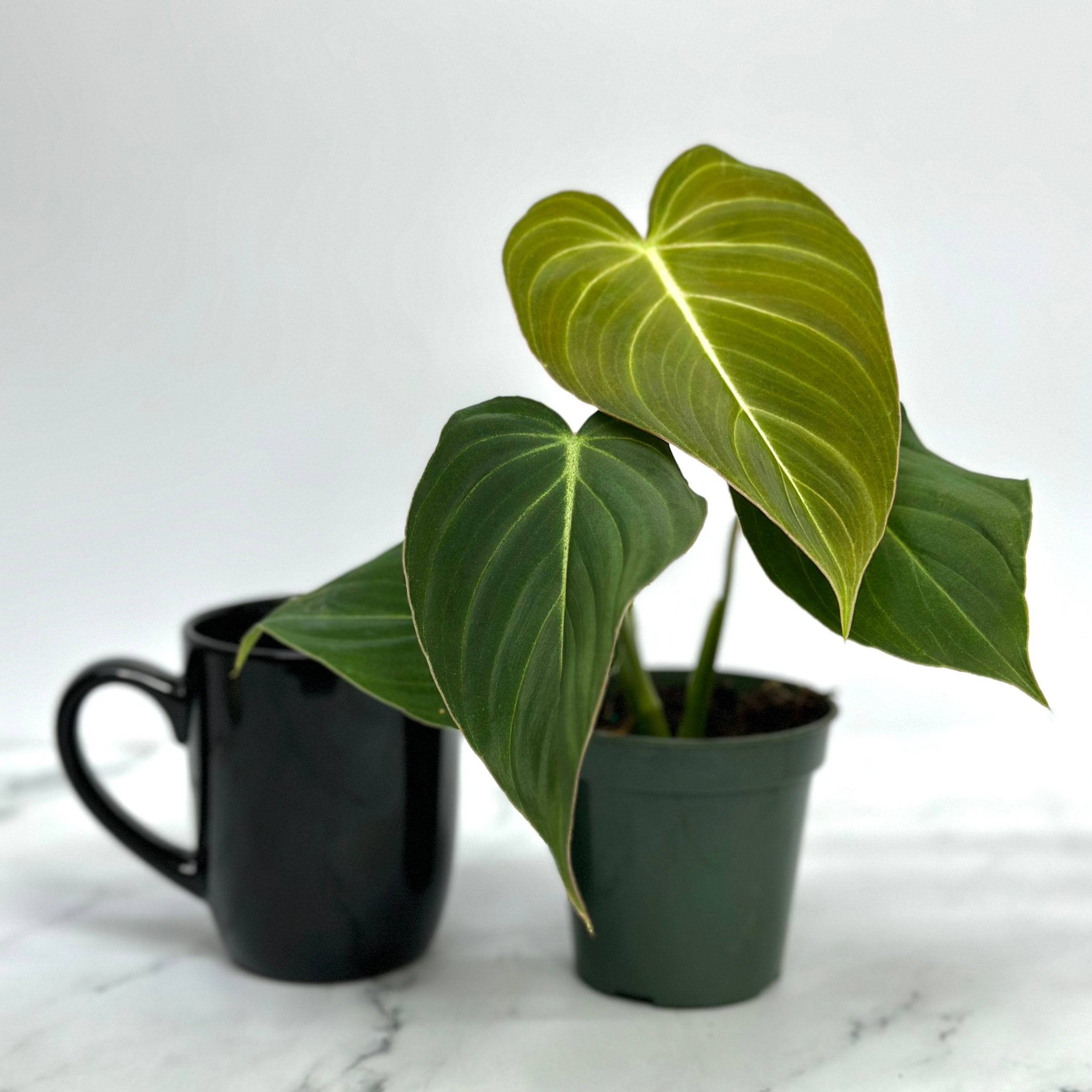Philodendron Glorious Philo Glorious Philodendron - Etsy