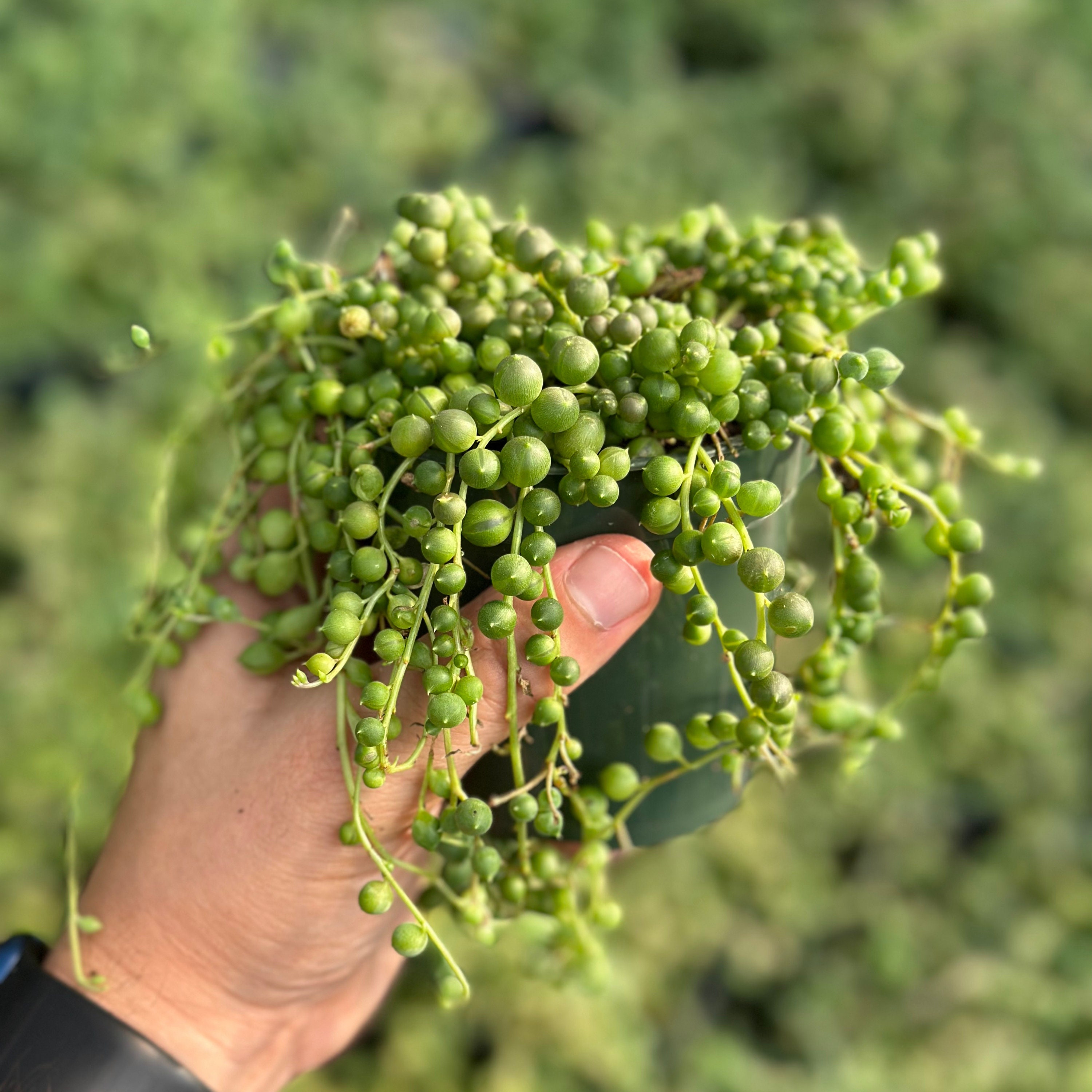 String of Pearls Live Plants | Extra Long String of Pearls Starter ...