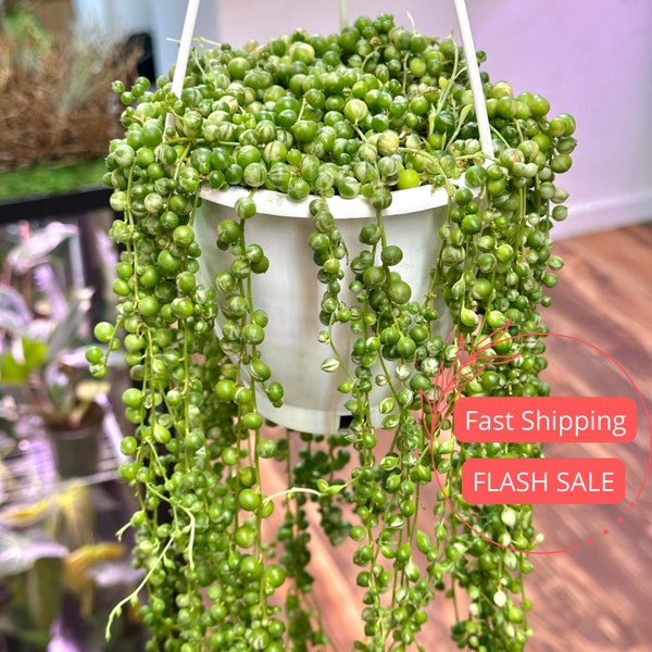 String of Pearls Succulent - Etsy