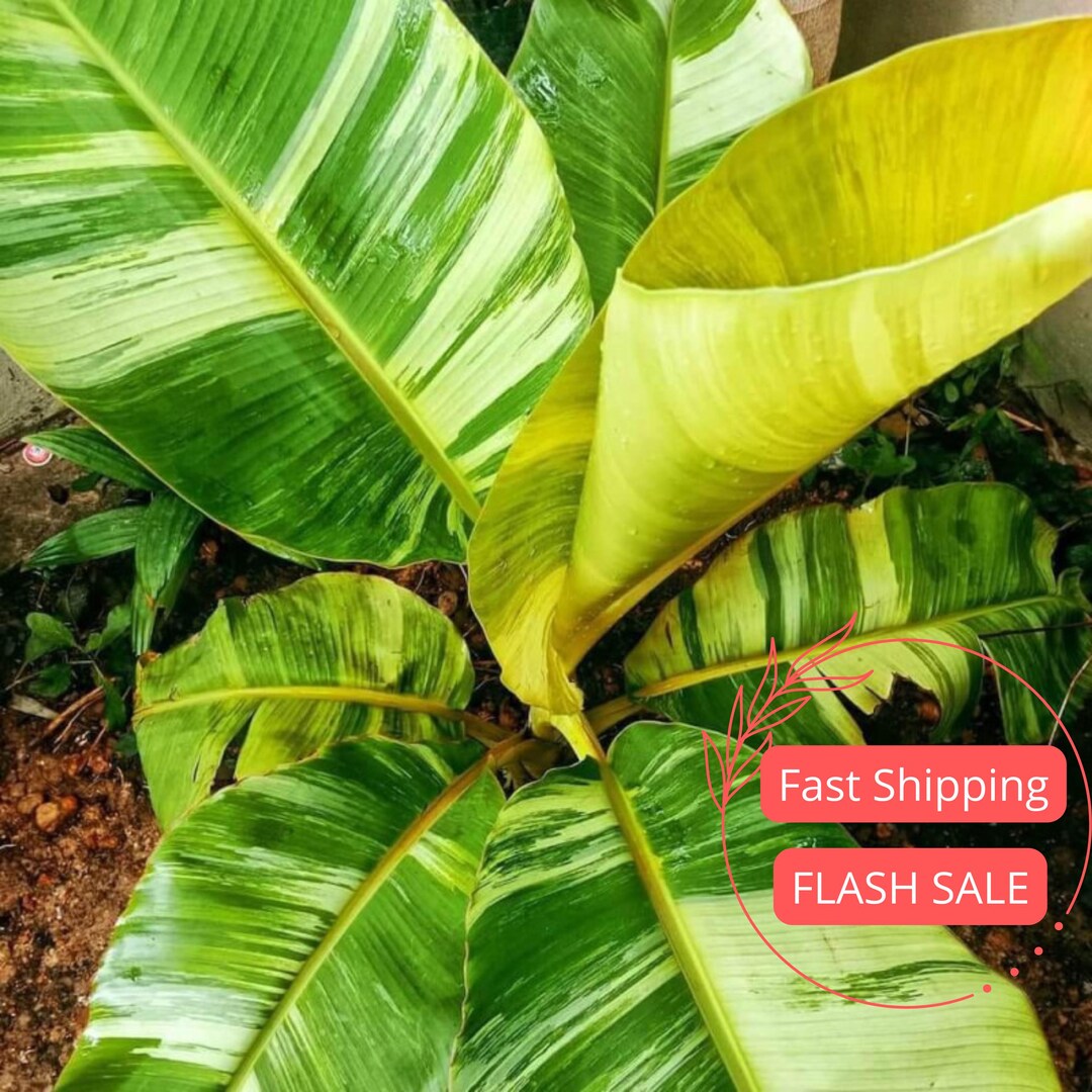 Musa Dwarf Cavendish Banana Tree Live Plant | Banana Musa Nono ...