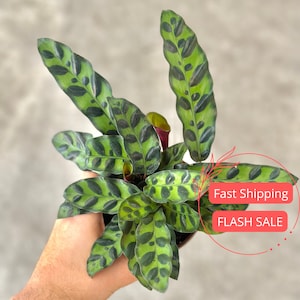 Calathea Lancifolia Rattlesnake Lush | Calathea Rattlesnake Starter ...