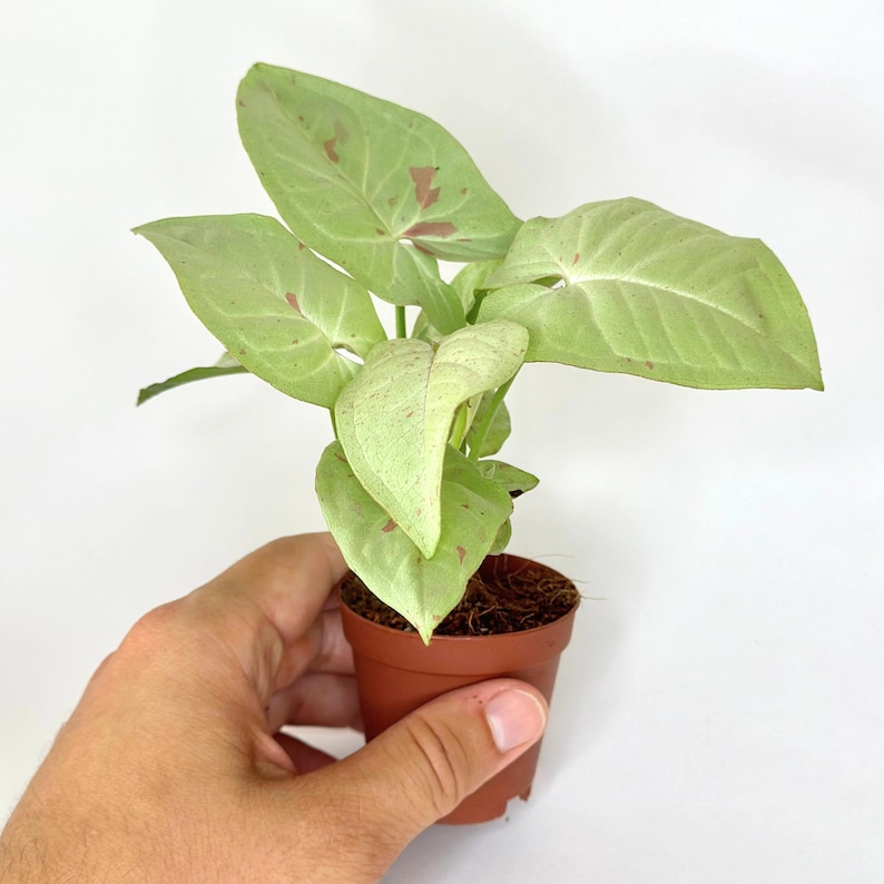 Syngonium Milk Confetti Live Plant | Rare Arrow Head Plants | House ...