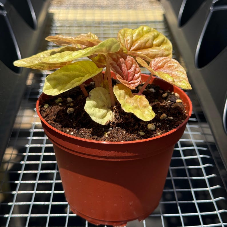Peperomia Quito Live Plant | Peperomia Plant Pet Safe | Red House ...