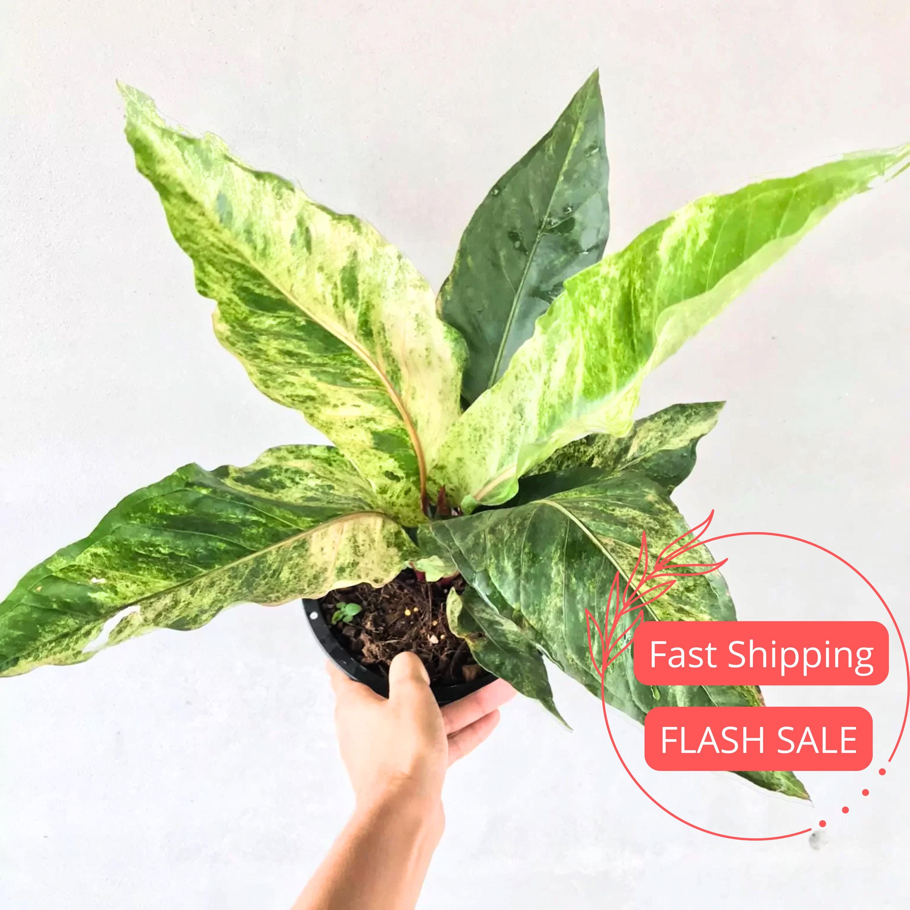 Anthurium Hookeri Variegated Live Plant | Variegata Anthuriums | House ...