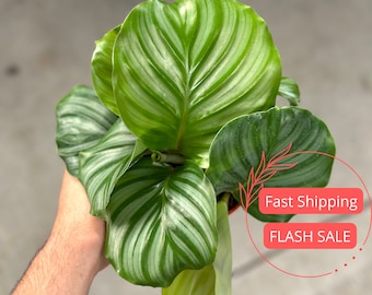 Calathea Orbifolia - Etsy