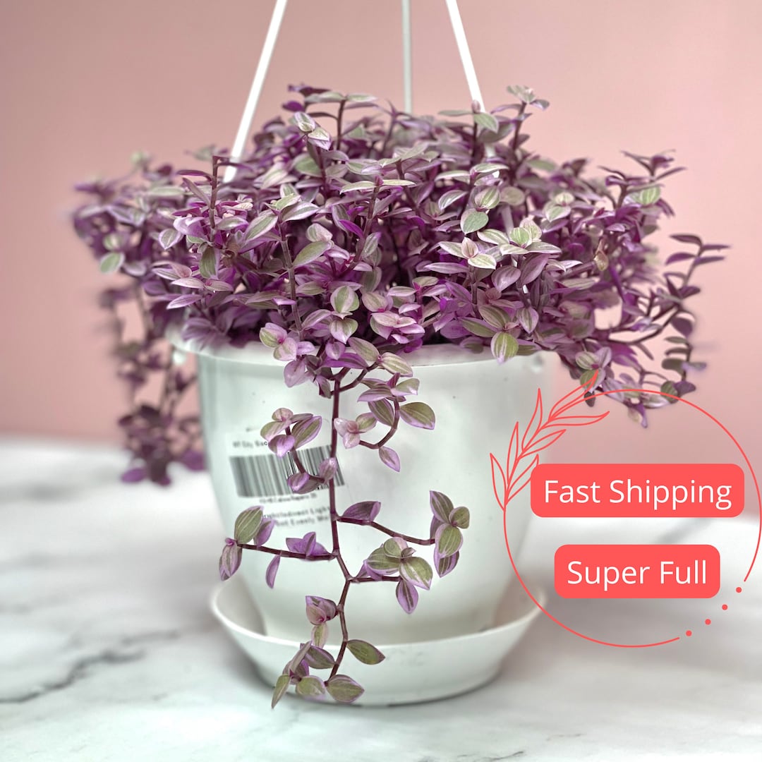 Callisia Repens Pink Lady | Callisia Repens Pink Plant | Bolivian Jew ...