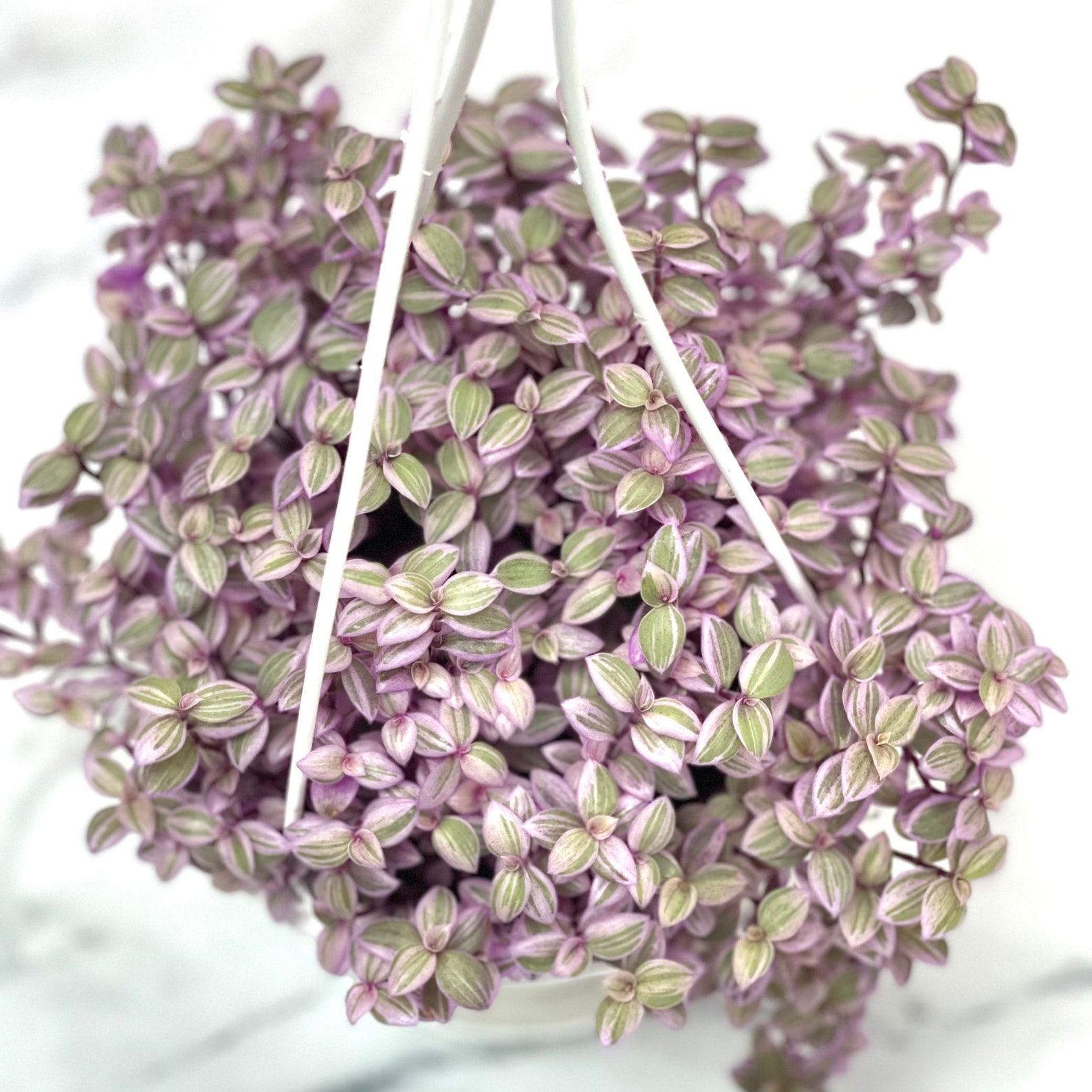 Callisia Repens Pink Lady Callisia Repens Pink Panther - Etsy