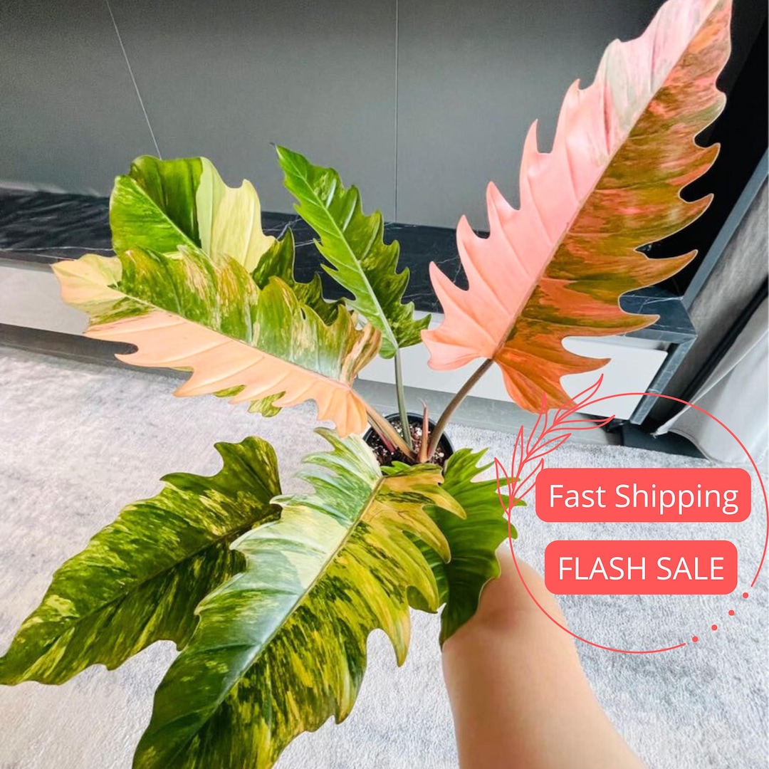 Philodendron Caramel Marble Large | Fully Rooted Caramel Marble ...