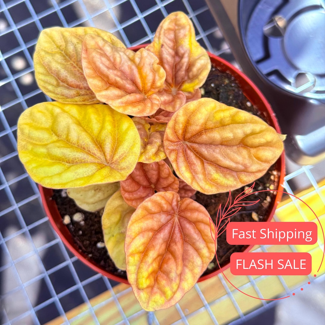 Peperomia Quito Live Plant | Peperomia Plant Pet Safe | Red House ...