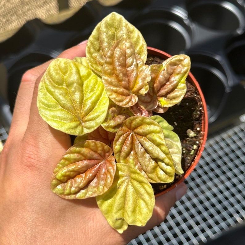 Peperomia Quito Live Plant | Peperomia Plant Pet Safe | Red House ...