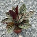 Calathea Ornata Lush | Calathea Ornata Starter Plant | Rooted Calathea ...