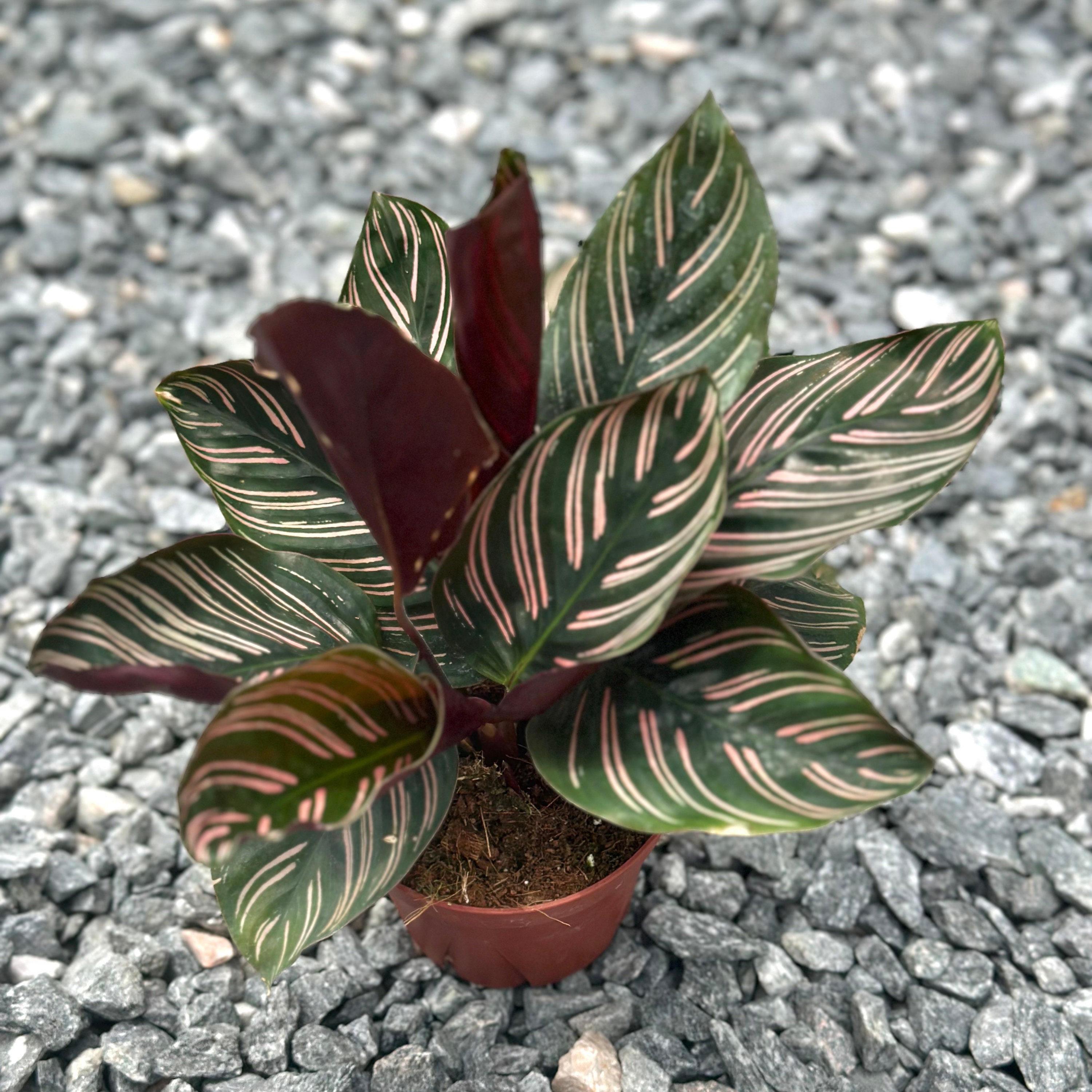 Calathea Ornata Lush | Calathea Ornata Starter Plant | Rooted Calathea ...