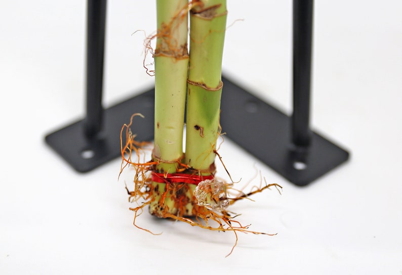 Lucky Bamboo Live Plant Heart Shaped | Zen Heart Shaped Bamboo ...
