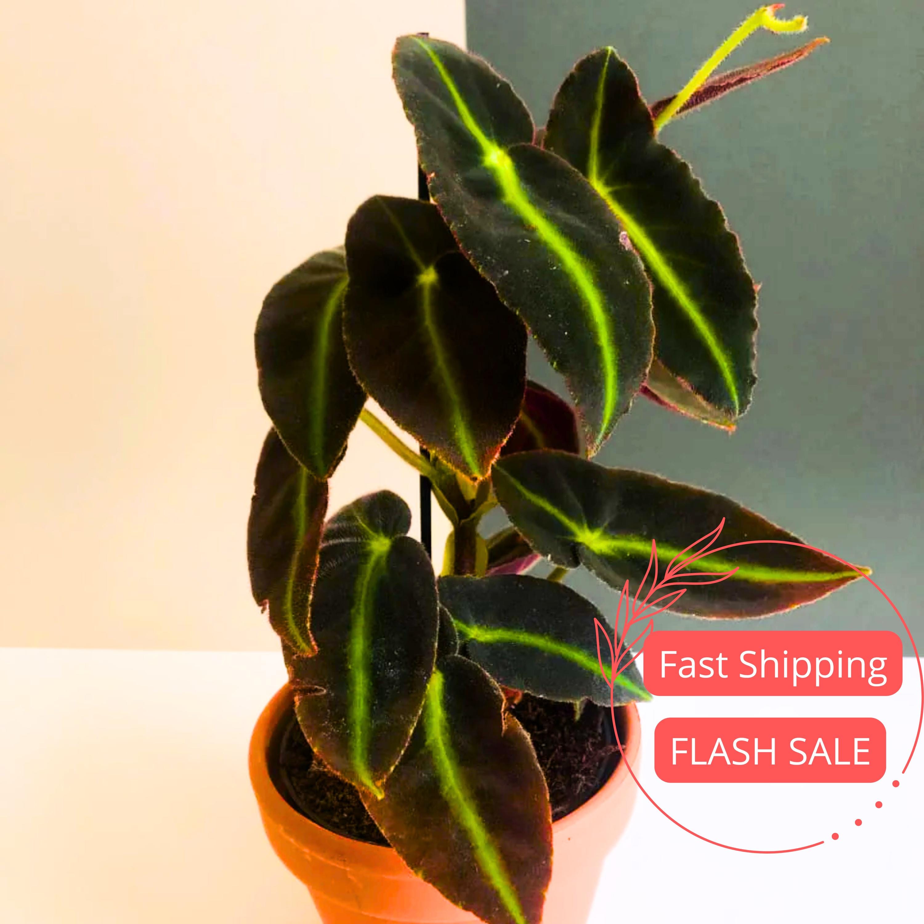 Begonia Listada Live Plant | Begonias Rex Indoor | Variegated House ...
