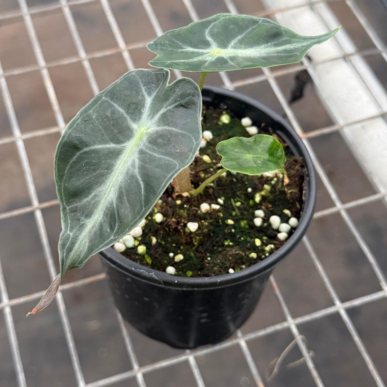 Alocasia Venom Live Plant SALE | Alocasia Venom Corm Rooted | Indoor ...
