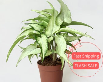 Syngonium Silver Fox/ Arrowhead Plant - Etsy