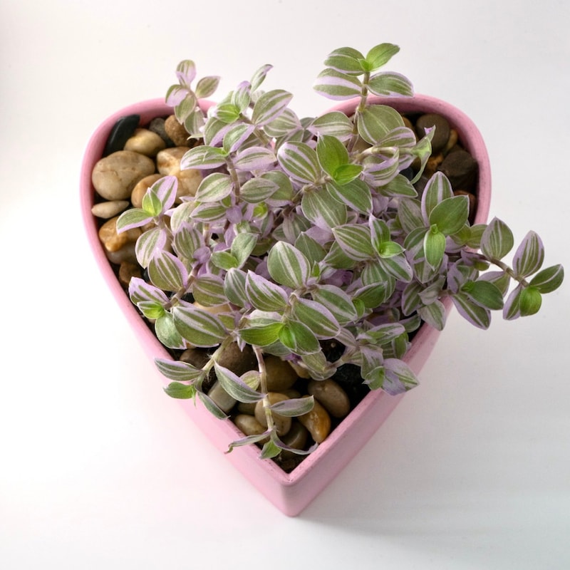 Heart Flower Pot - Etsy