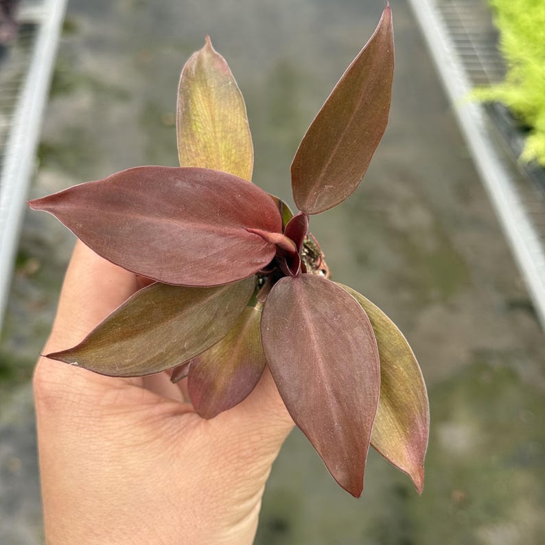 Philodendron Red Sun Live Plant | Red Leaf Philodendrons Plants | Black ...