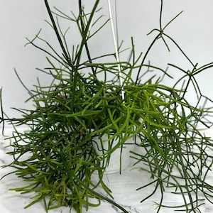 Rhipsalis Burchellii | Mistletoe Cactus | Spaghetti Cactus | Rhipsalis ...