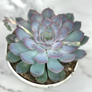 Echeveria Orion | Colorful Succulents Plants | Echeveria Succulent ...